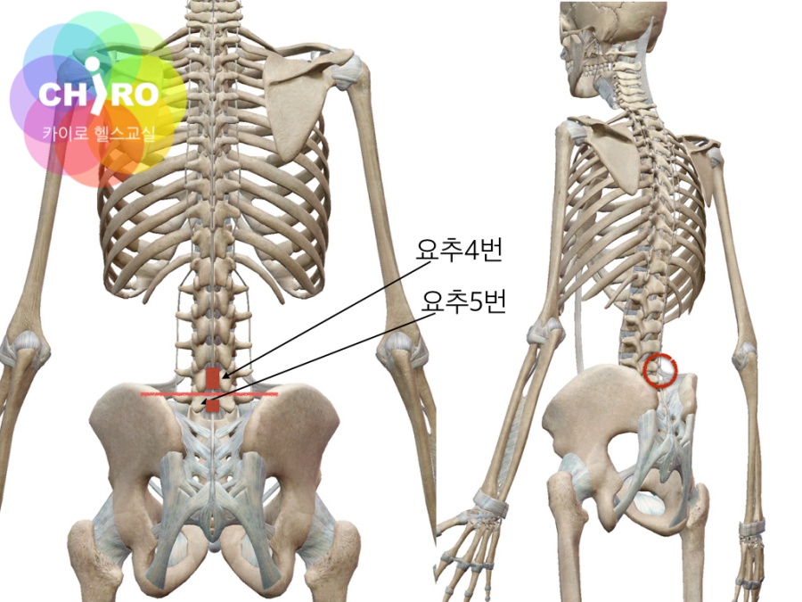 당산 교정 카이로프랙틱 스페샬 척추위치찾기03 요추위치 네이버 블로그